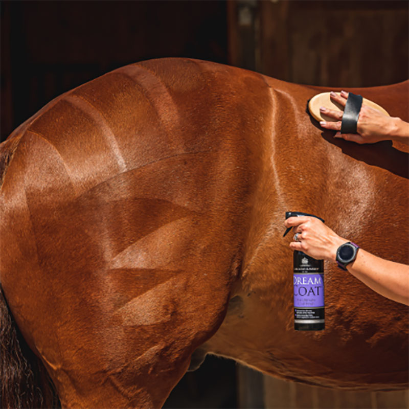 Mastering the Art of Horse Quarter Marks – Top Paddock