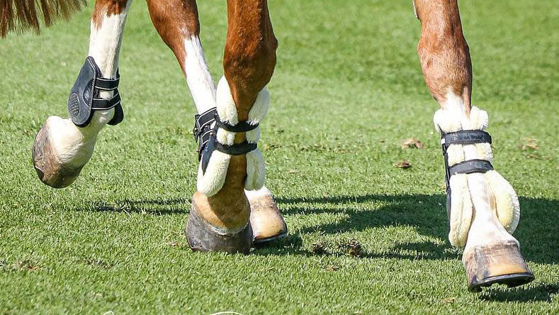 Horse Jumping Boots | Tendon, Fetlock and Bell Boots – Top Paddock